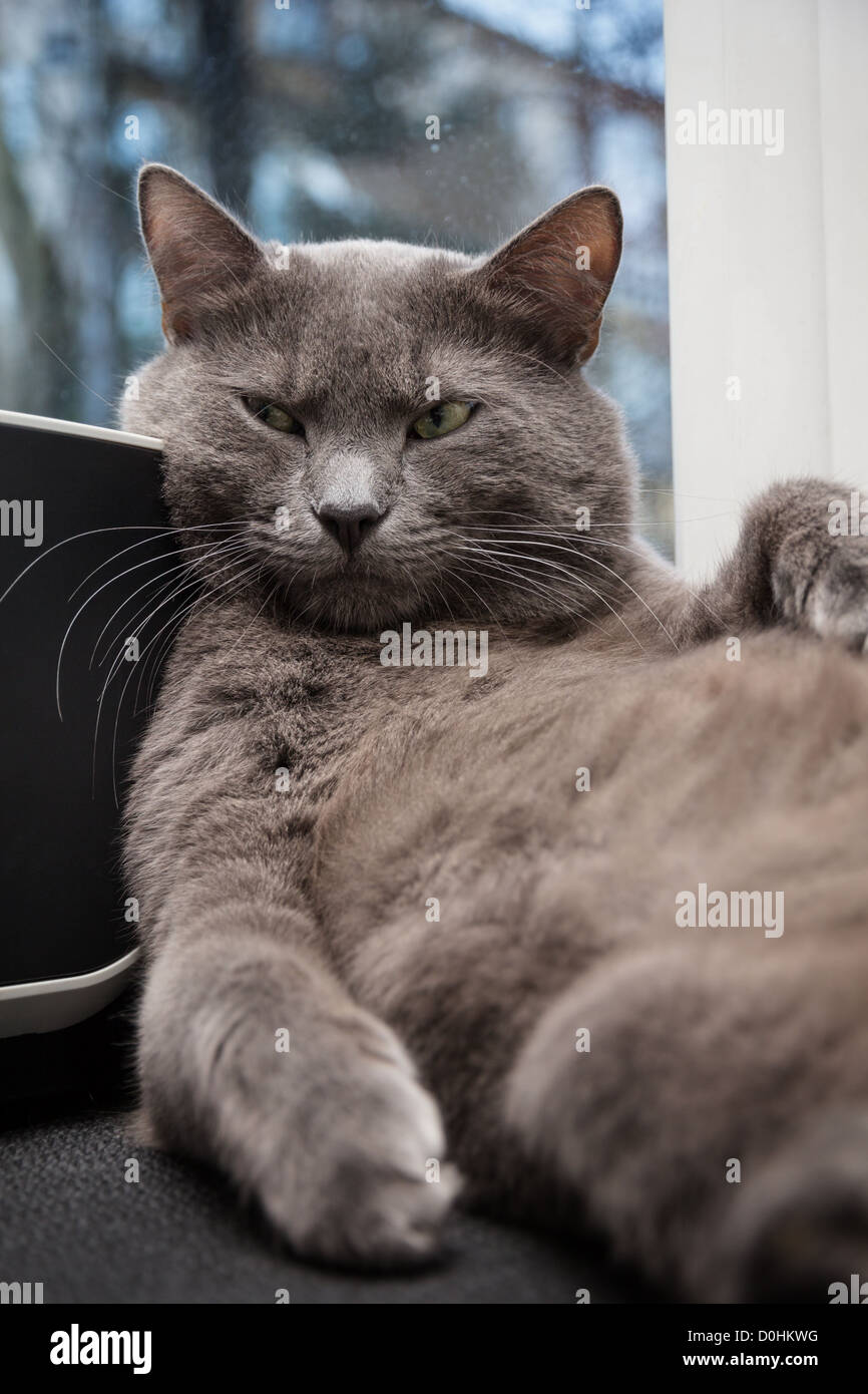 Tough cat hi-res stock photography and images - Alamy