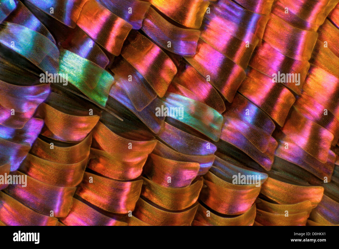 Iridescent Wing Scales of Madagascan Sunset Moth Stock Photo - Alamy