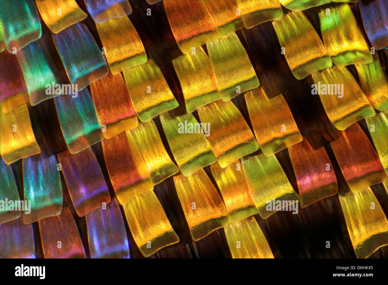 Iridescent Wing Scales of Madagascan Sunset Moth Stock Photo - Alamy