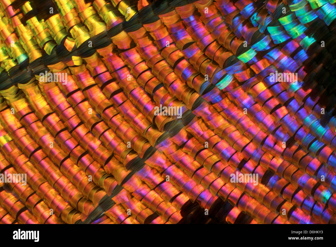 Iridescent Wing Scales of Madagascan Sunset Moth Stock Photo - Alamy