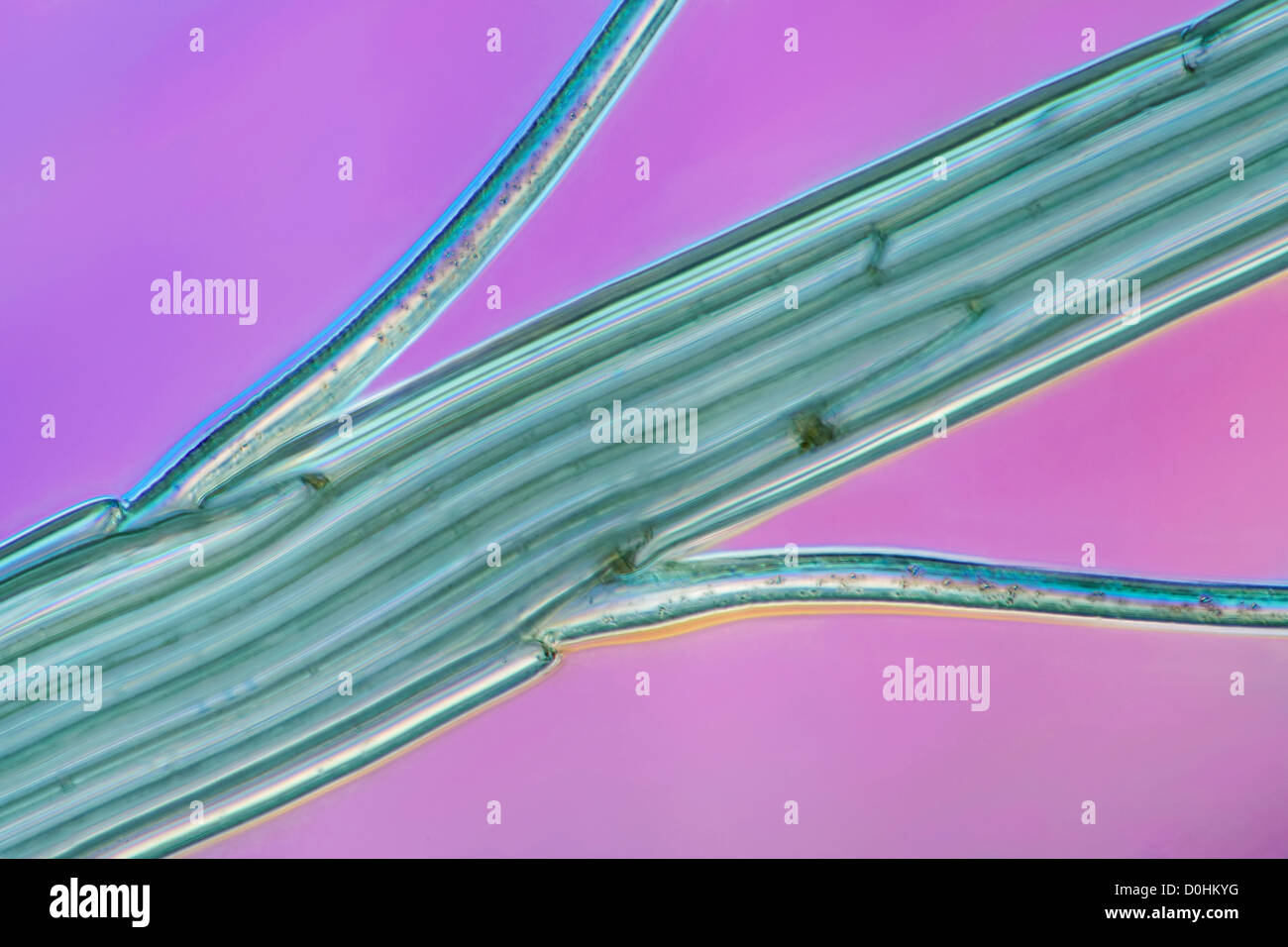 Detailed View of Canada Thistle Down Stock Photo - Alamy