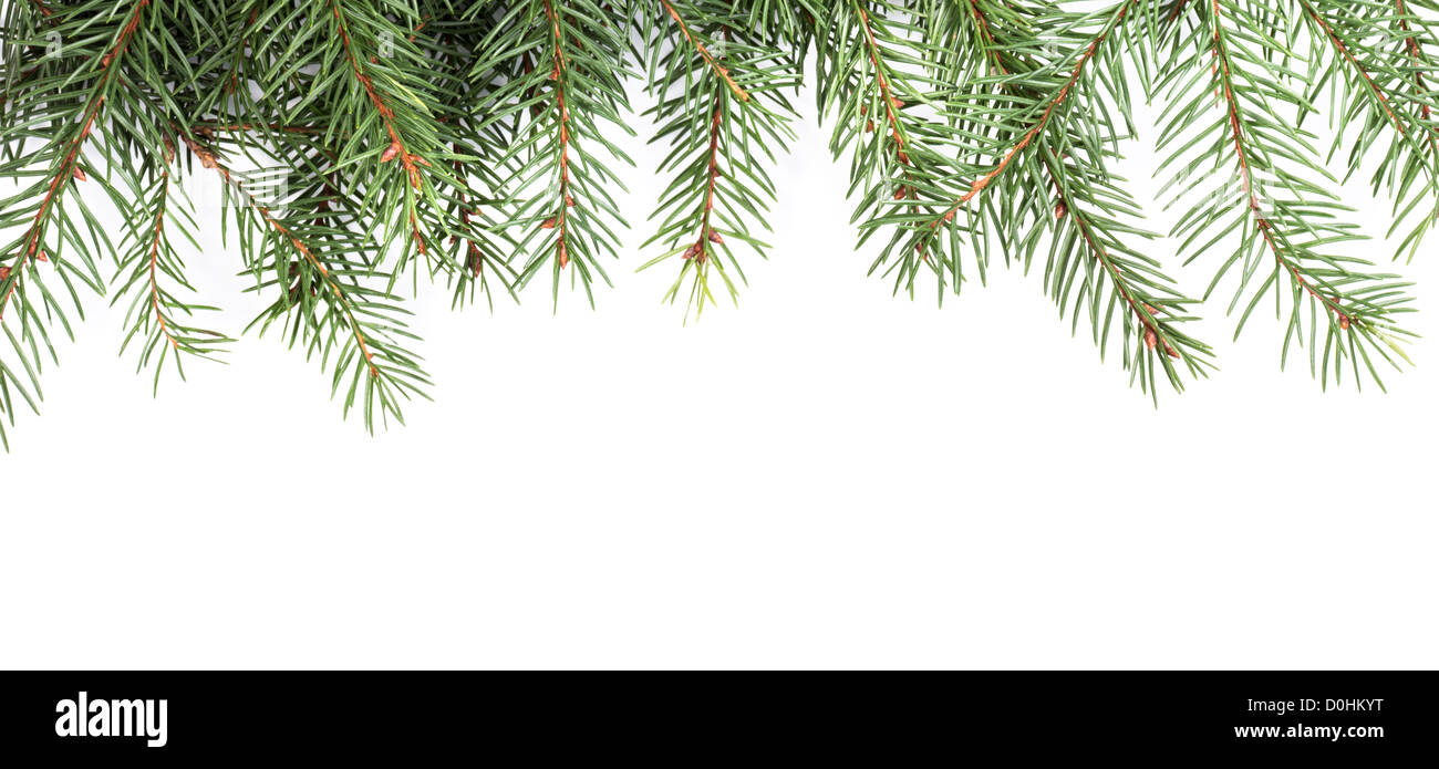 Spruce twig pattern isolated on white background Stock Photo - Alamy