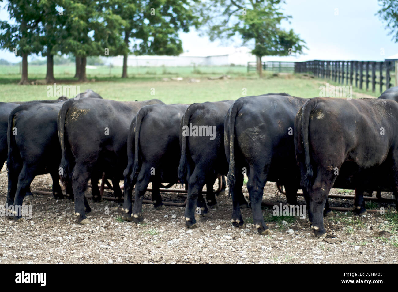 Kobe cattle hi-res stock photography and images - Alamy