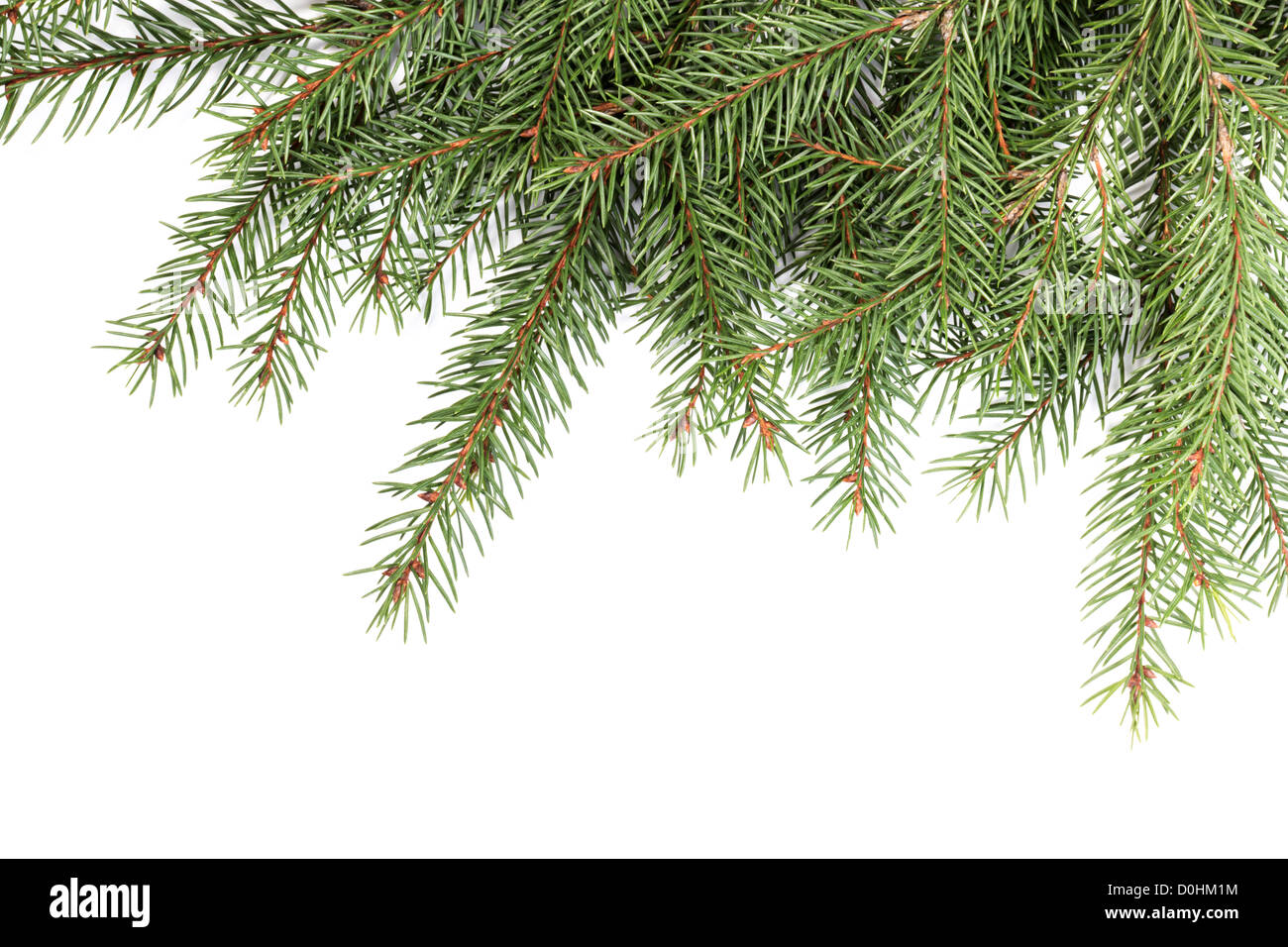 Spruce twig pattern isolated on white background Stock Photo - Alamy
