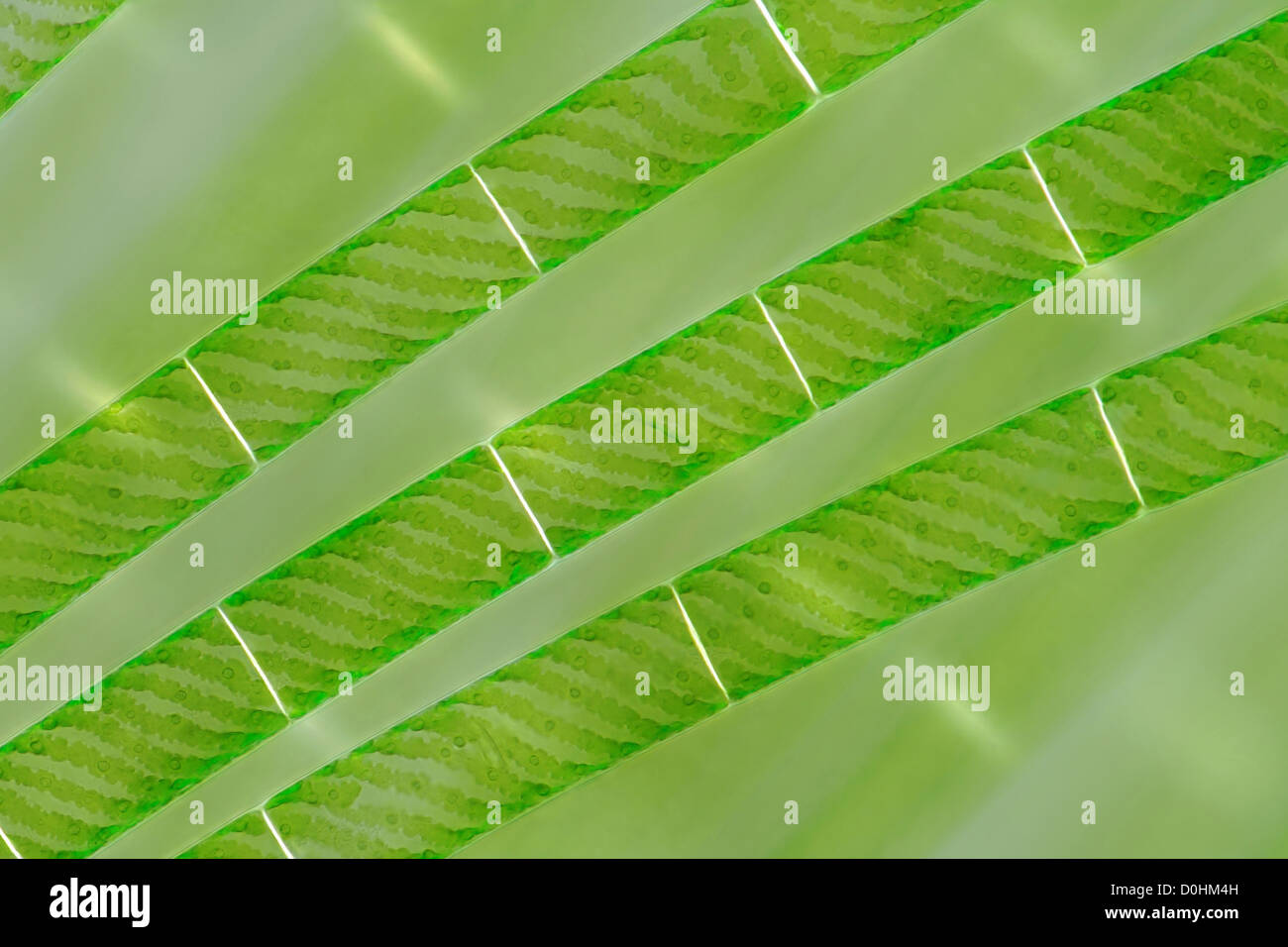 Chloroplast micrograph hi-res stock photography and images - Alamy