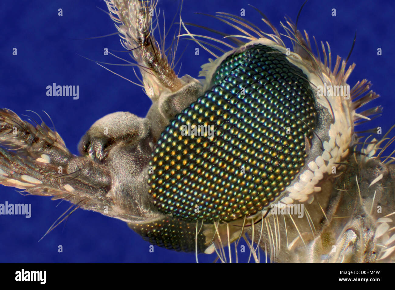 Compound light microscope hi-res stock photography and images - Alamy