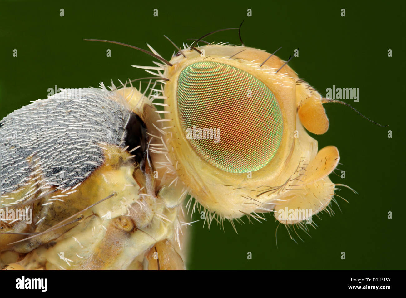 Profile of a False Peacock Fly Stock Photo - Alamy