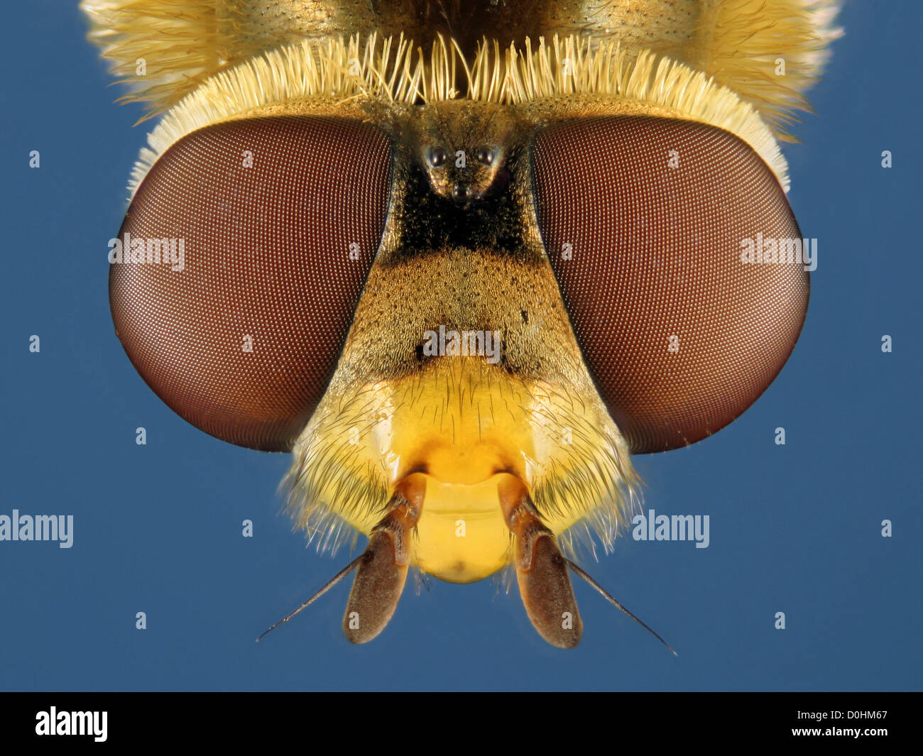 Insect upside down hi-res stock photography and images - Alamy