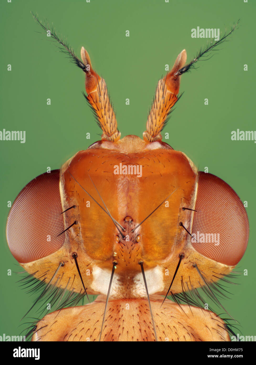 Head-On View of a Fly Stock Photo - Alamy