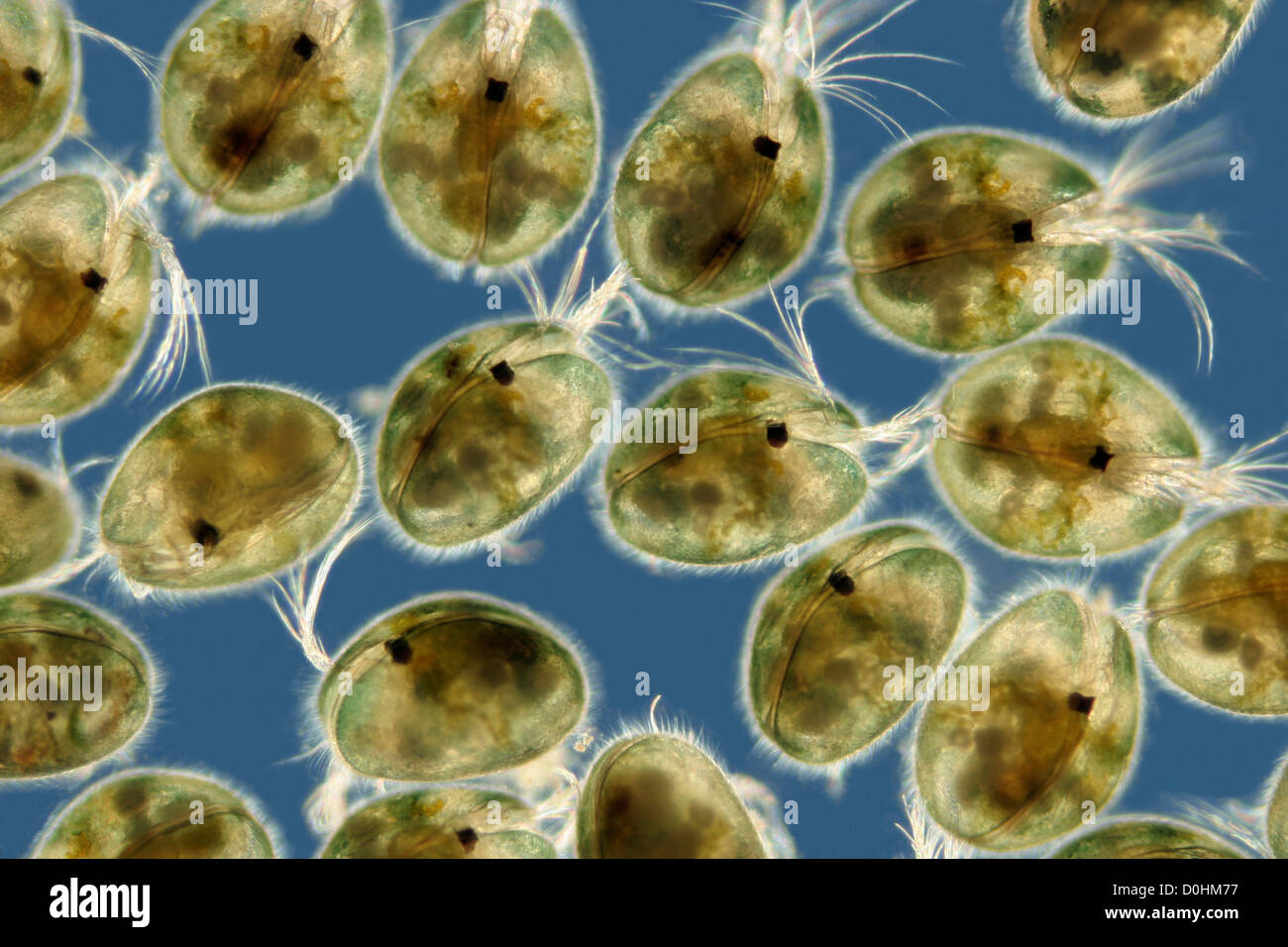 Group of Tiny Seed Shrimp Stock Photo - Alamy