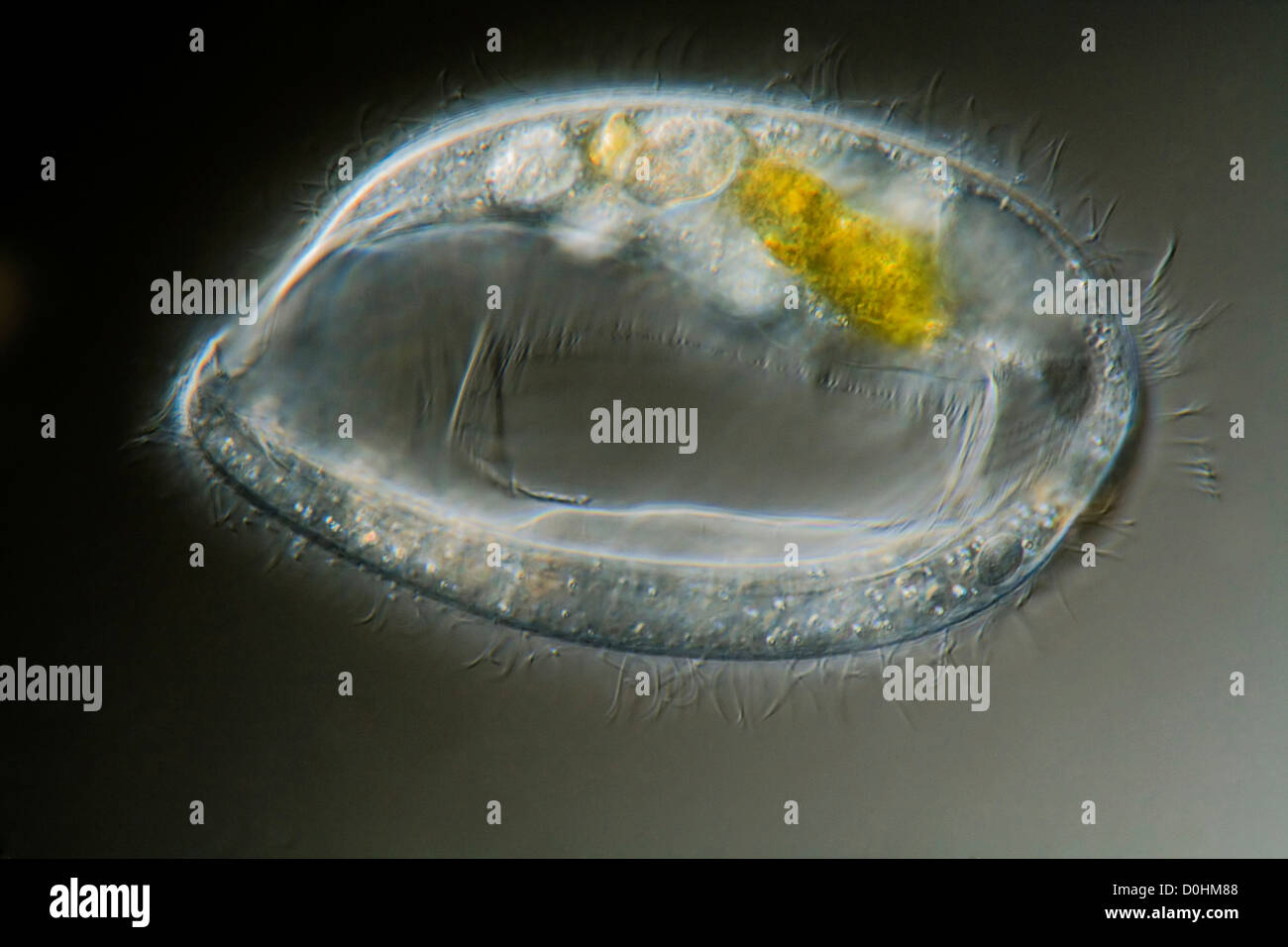 Freshwater Protozoa High Resolution Stock Photography and Images - Alamy