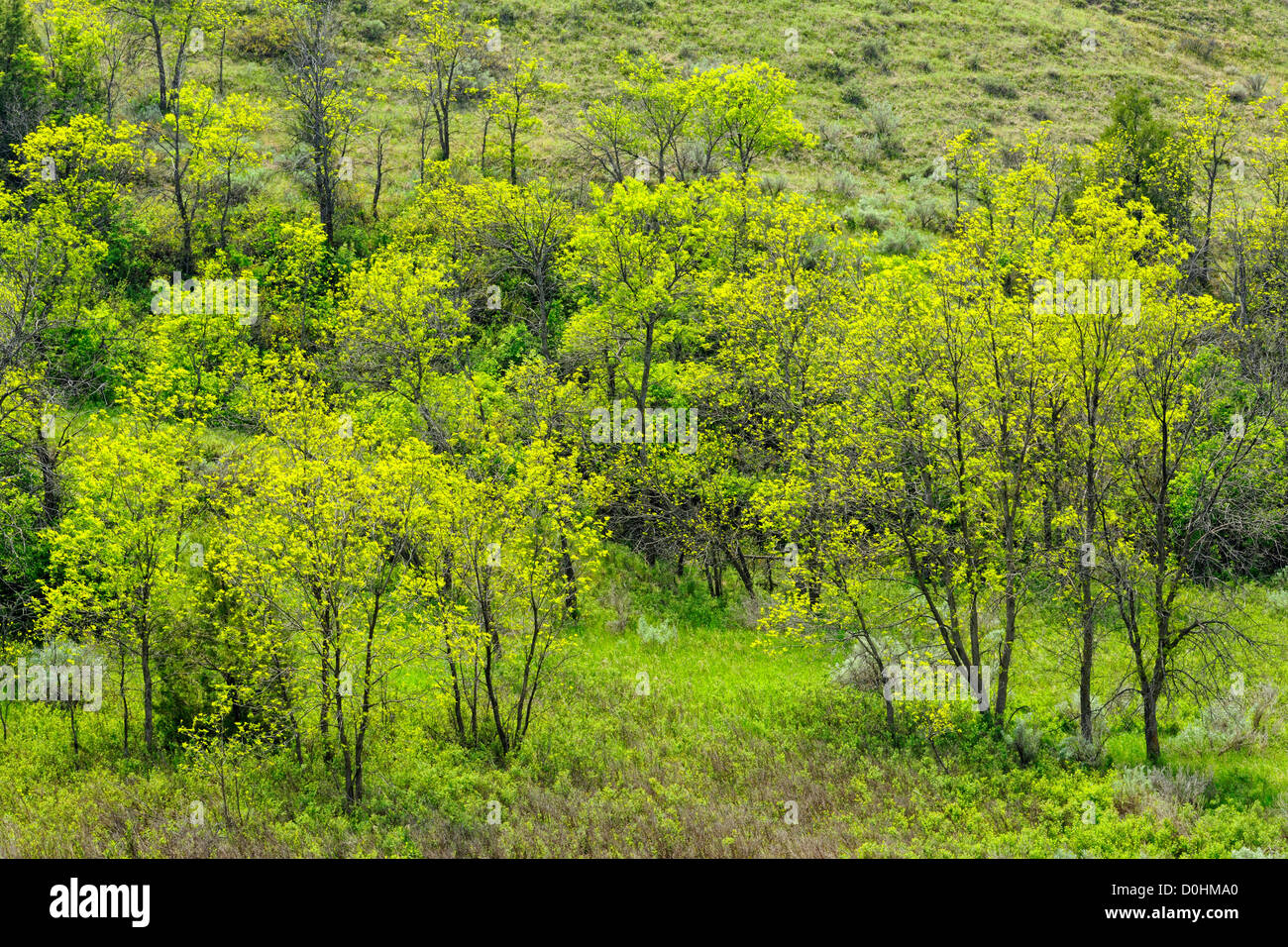 Green ash trees leafing out in spring in a prairie coulee, Theodore ...
