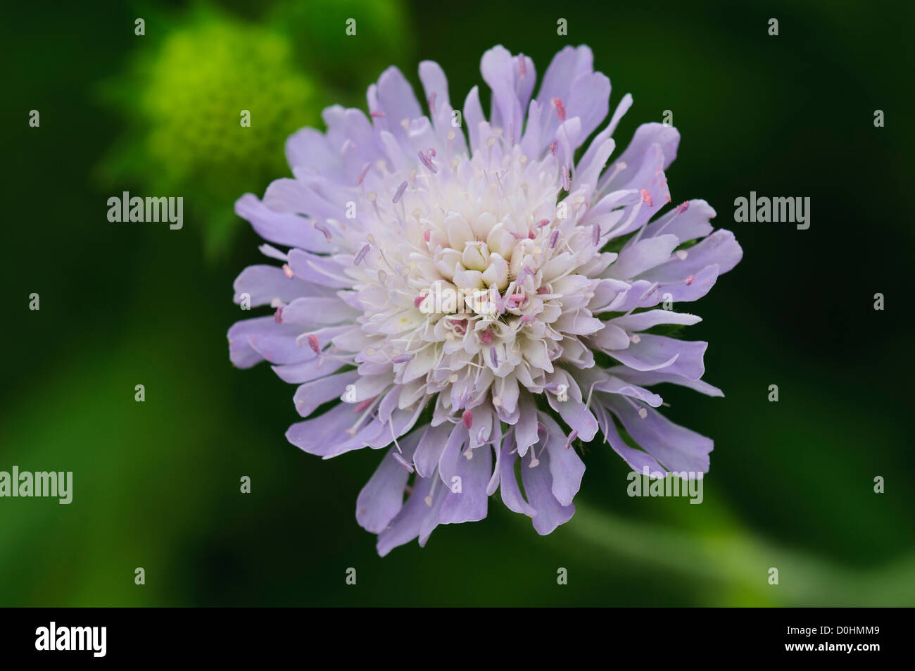 A small scabious flower (Scabiosa columbaria) blooming at Crossness ...