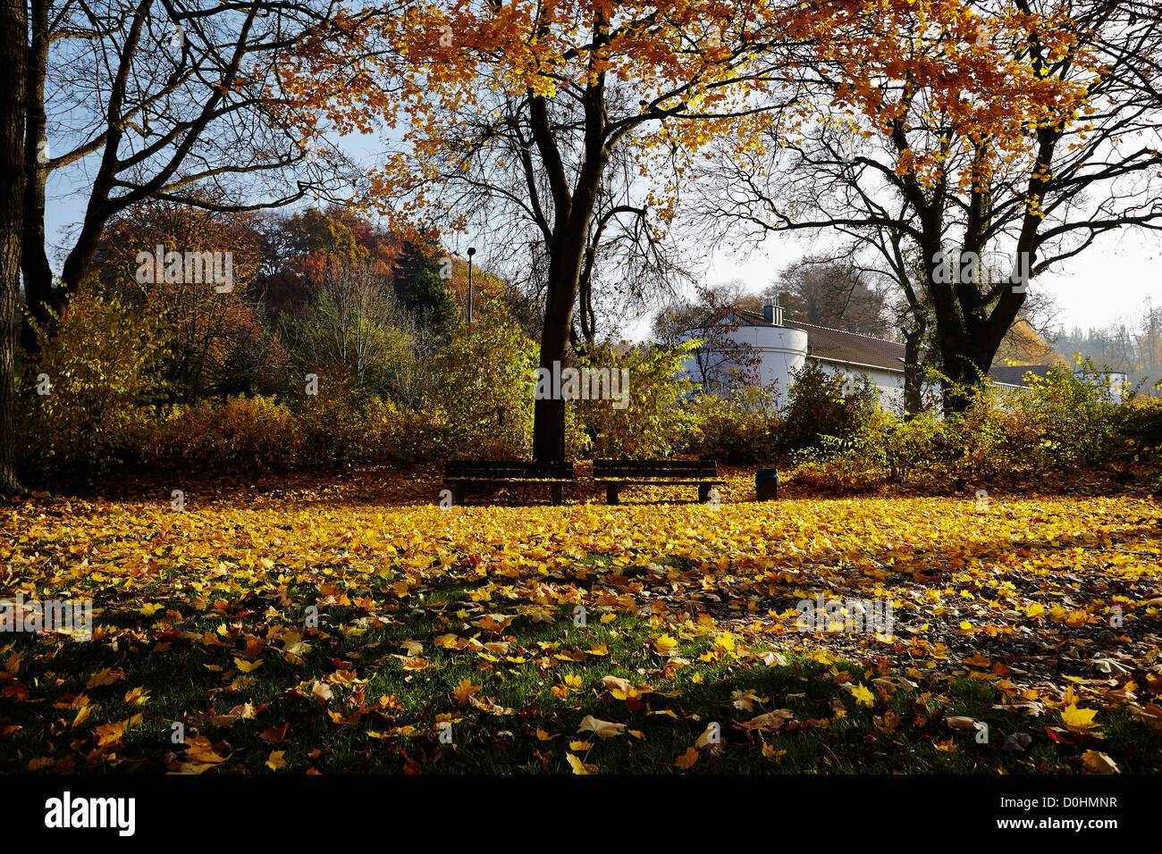 Park scenery with yellow foliage during fall in Germany Stock Photo - Alamy