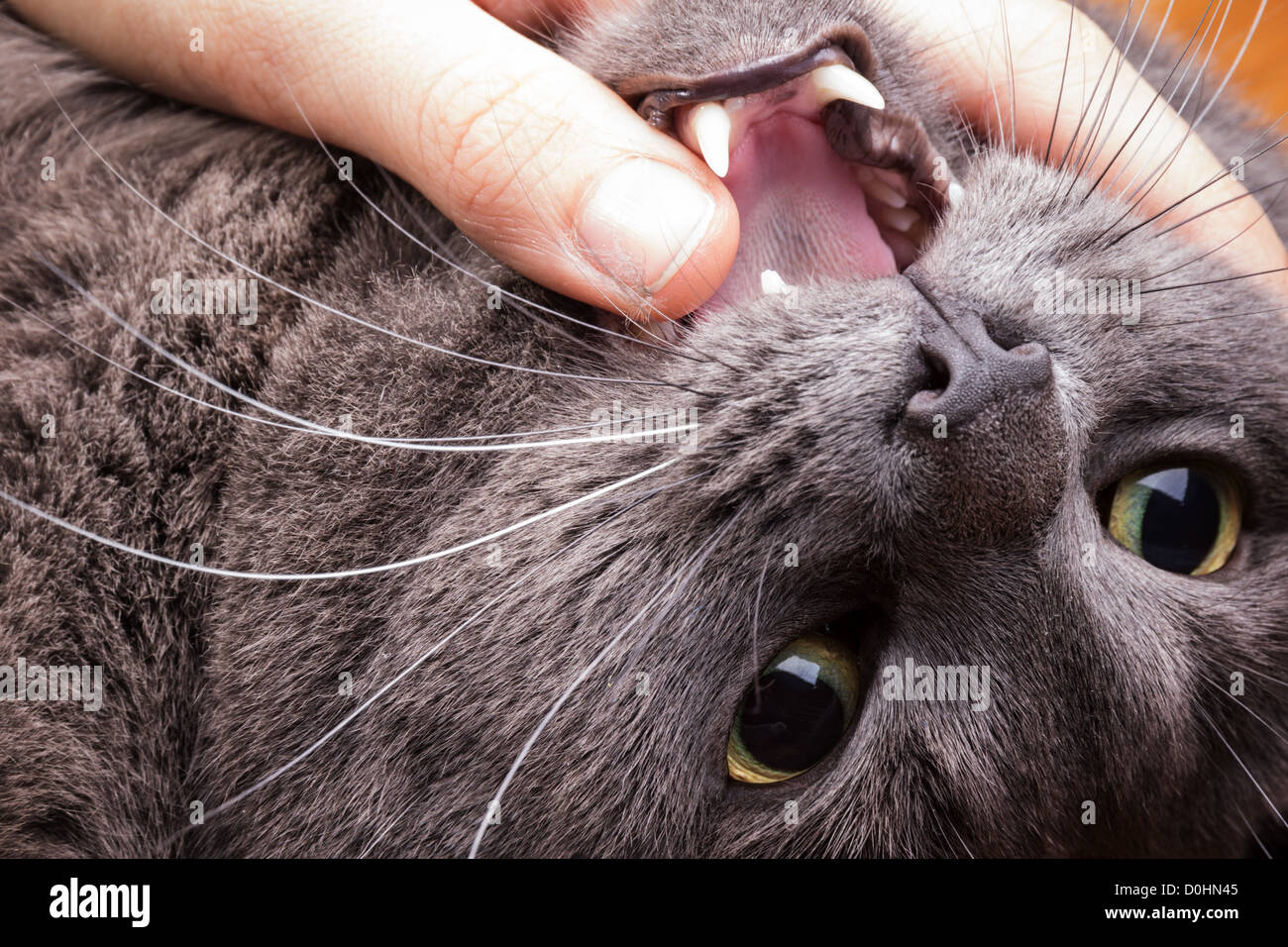 Close up photo of russian blue cat bites hand Stock Photo - Alamy