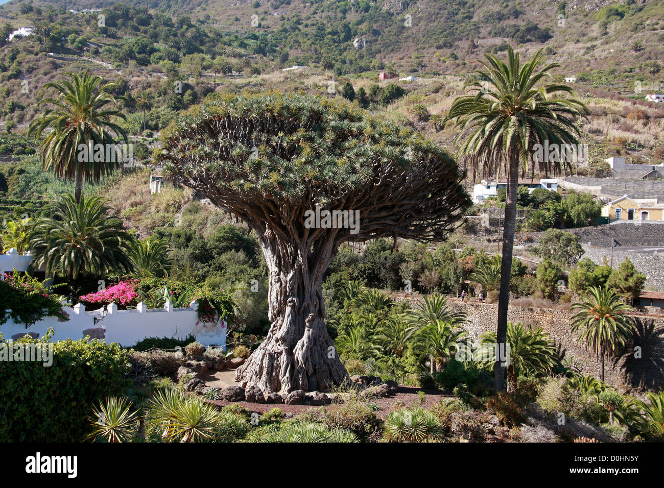 The Millennium Canary Islands Dragon Tree at the Parque del Drago ...
