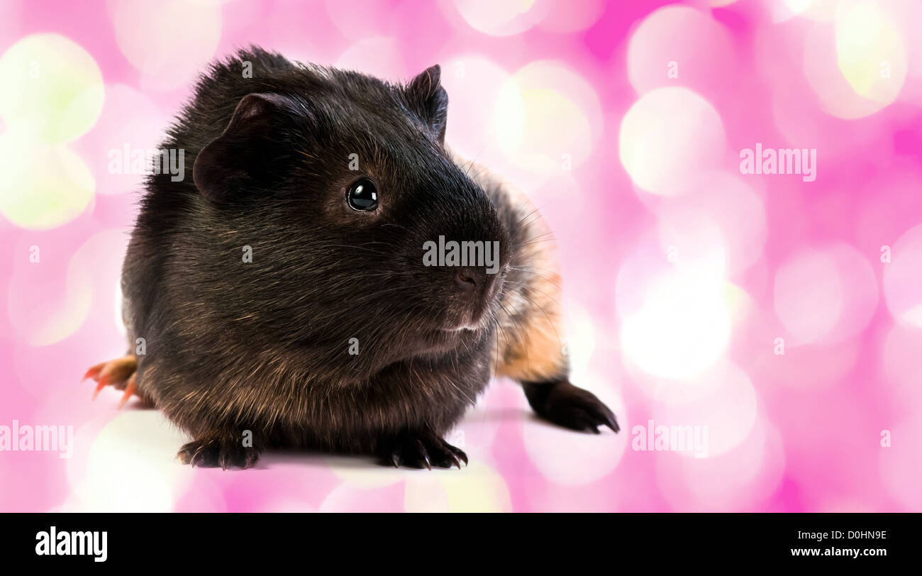 brown cavy on white background Stock Photo - Alamy