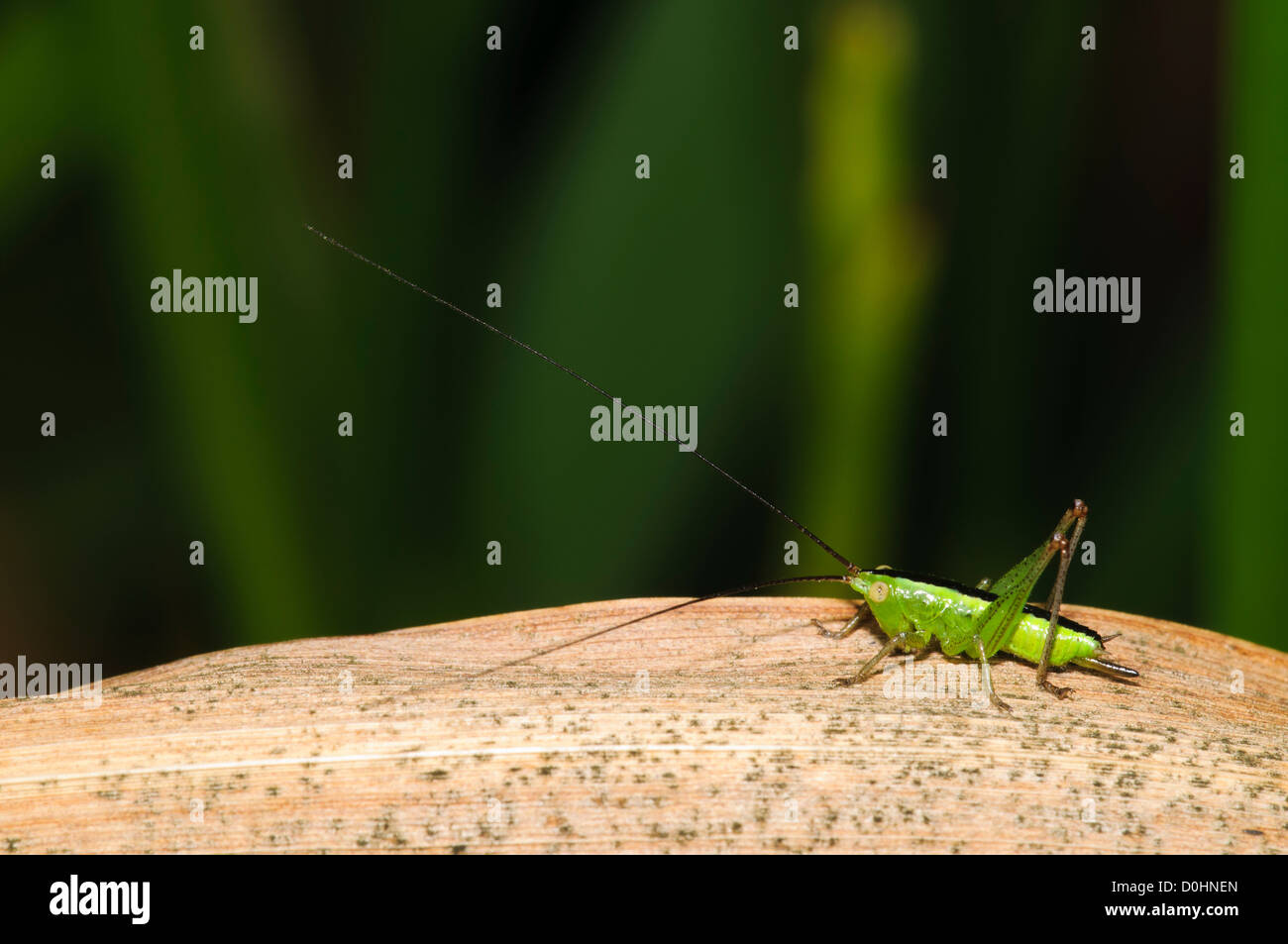 Female long winged conehead hi-res stock photography and images - Alamy