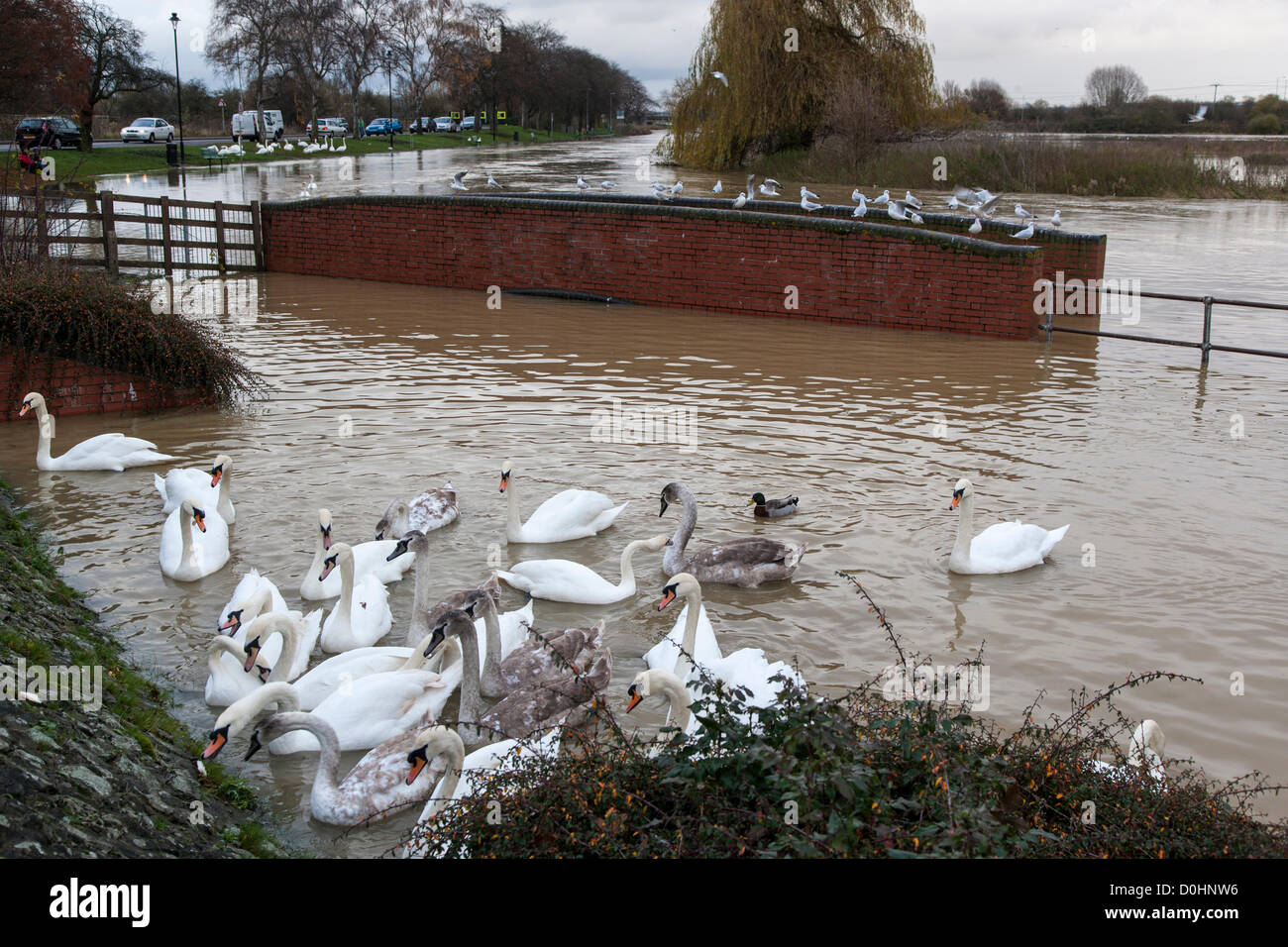 Wellingborough, Northamptonshire, UK. 26th Nov, 2012. Flooding along ...
