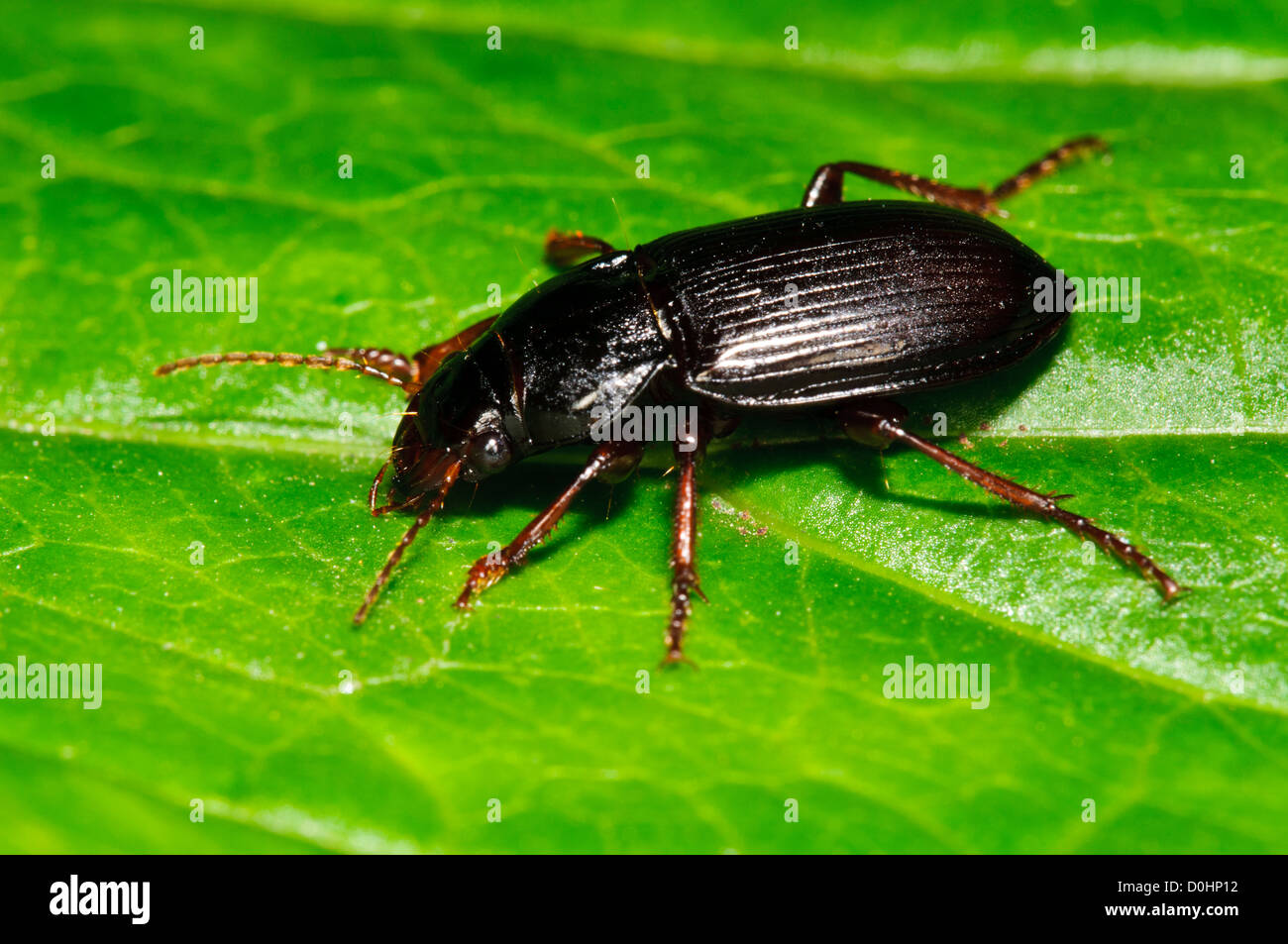 A ground beetle (Amara aulica) crawling across a leaf in a garden in ...