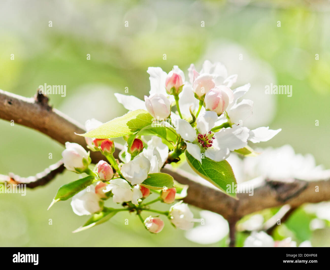 A blooming branch of apple tree in spring Stock Photo - Alamy