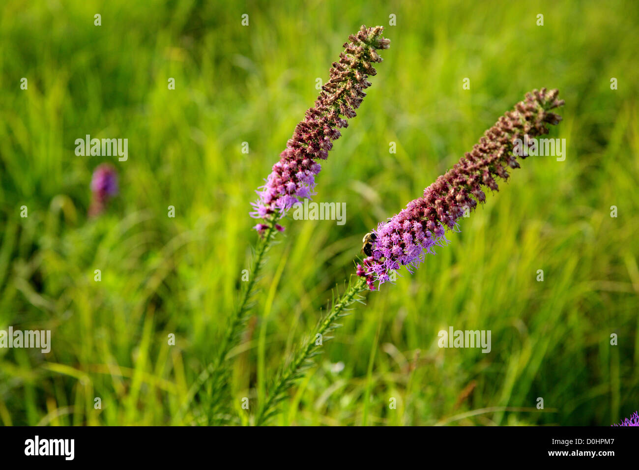 Prairie blazing star with bumble bee. Nachusa Grasslands Illinois Stock ...