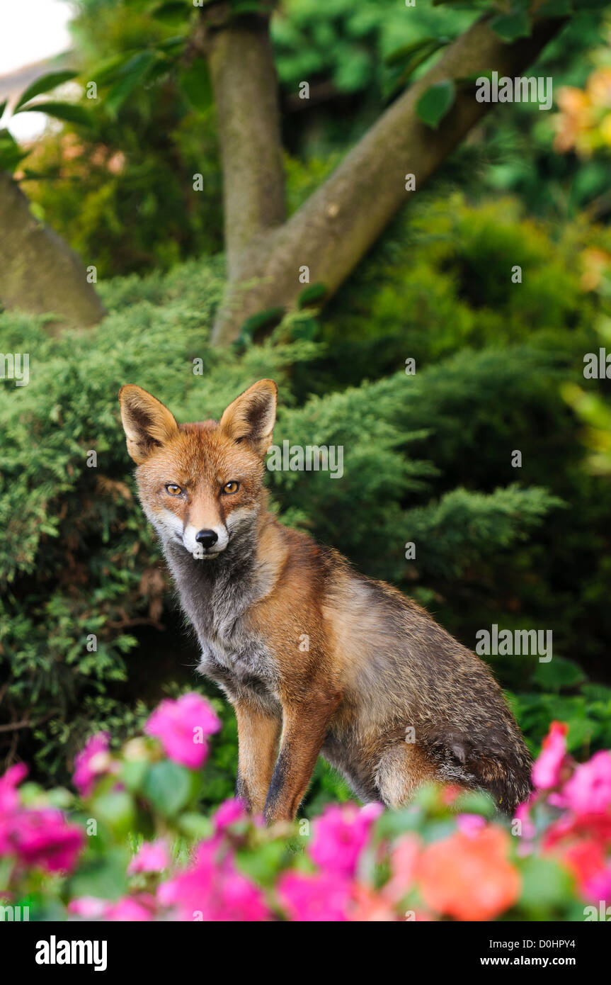 A red fox (Vulpes vulpes) vixen in mid-moult, staring straight at the ...