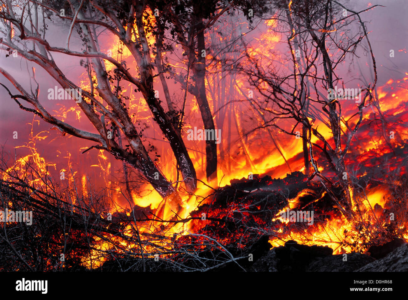 Molten lava trees hi-res stock photography and images - Alamy