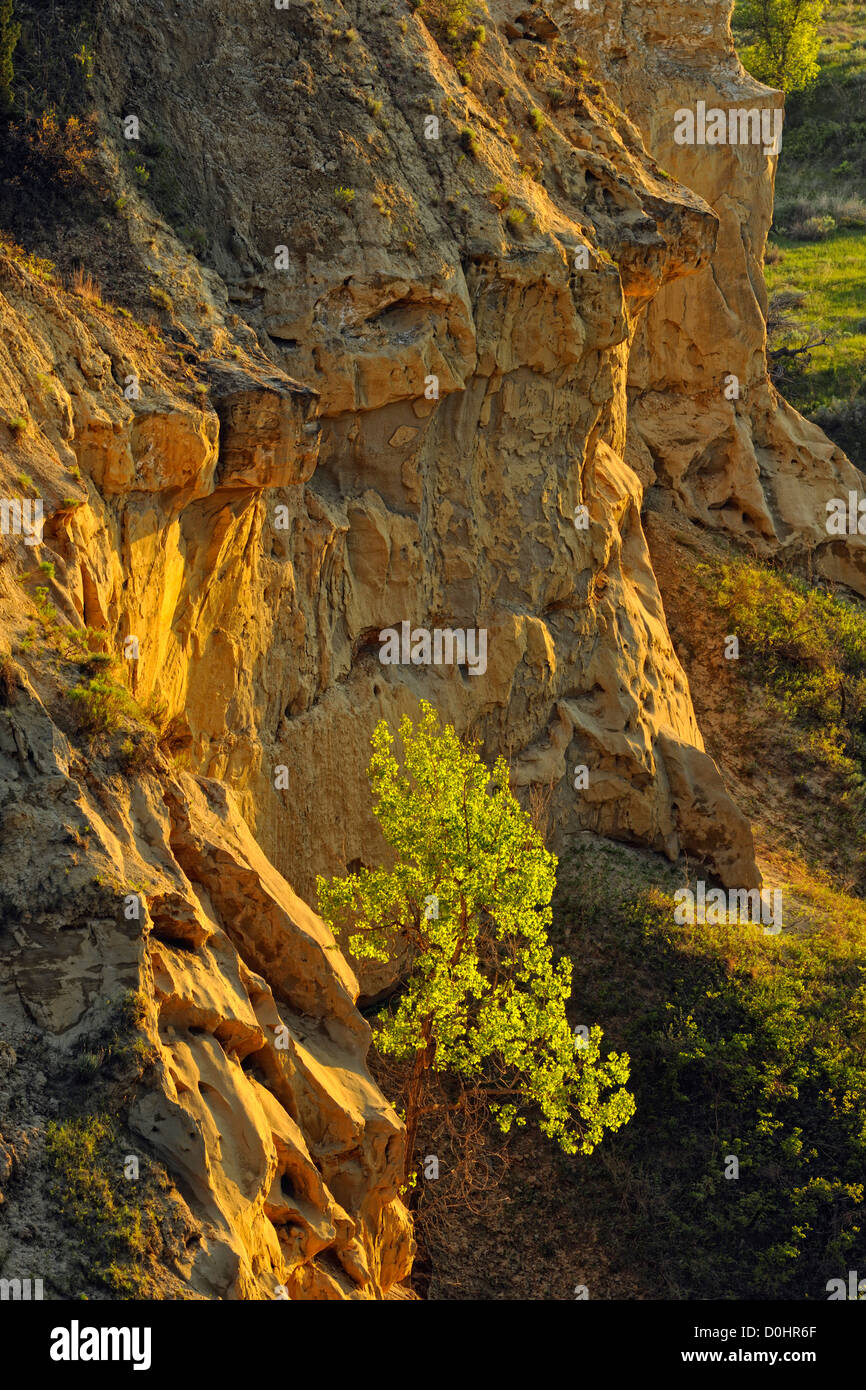 Wind Canyon sandstones with an aspen tree in spring, Theodore Roosevelt ...