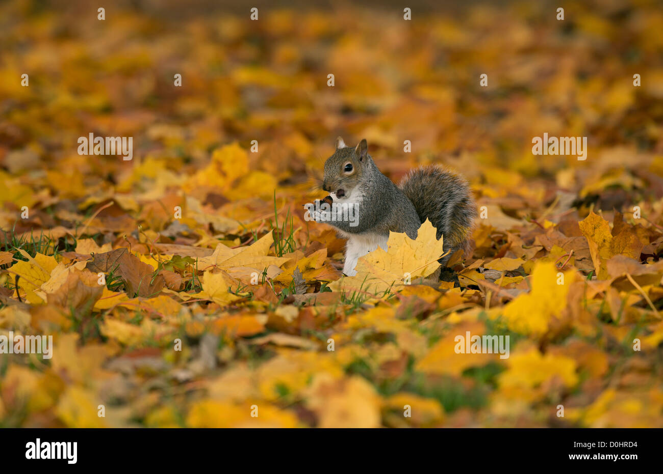 Squirrel with acorn hi-res stock photography and images - Alamy