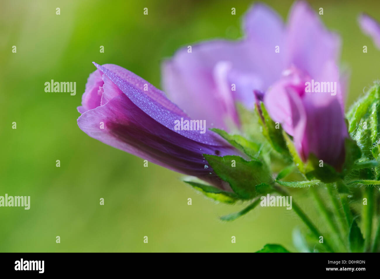 Dewdrops on the unopened flowers of common mallow (Malva sylvestris) at ...