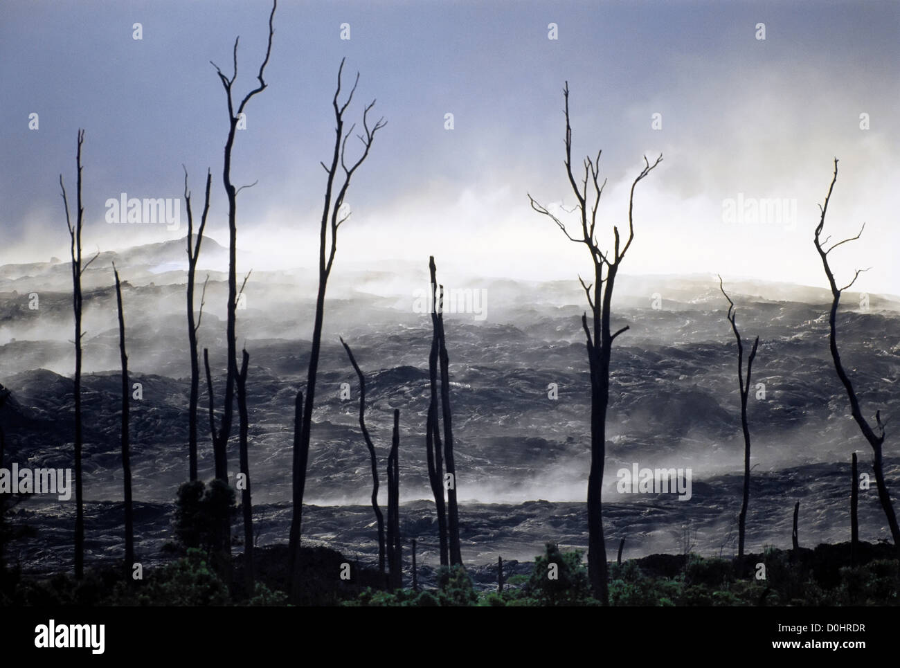 Dead Ohia Trees on a Steaming Volcanic Slope Stock Photo - Alamy