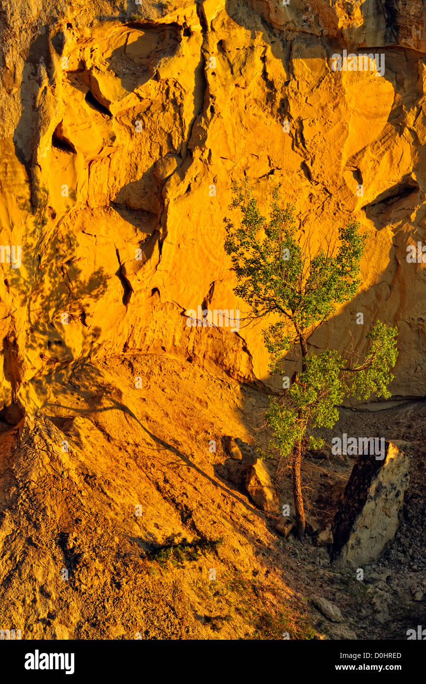 Wind Canyon sandstones with an aspen tree in spring, Theodore Roosevelt ...