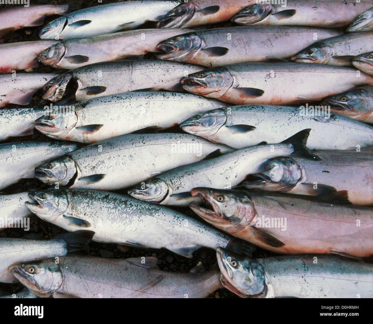 Silver catch hi-res stock photography and images - Alamy