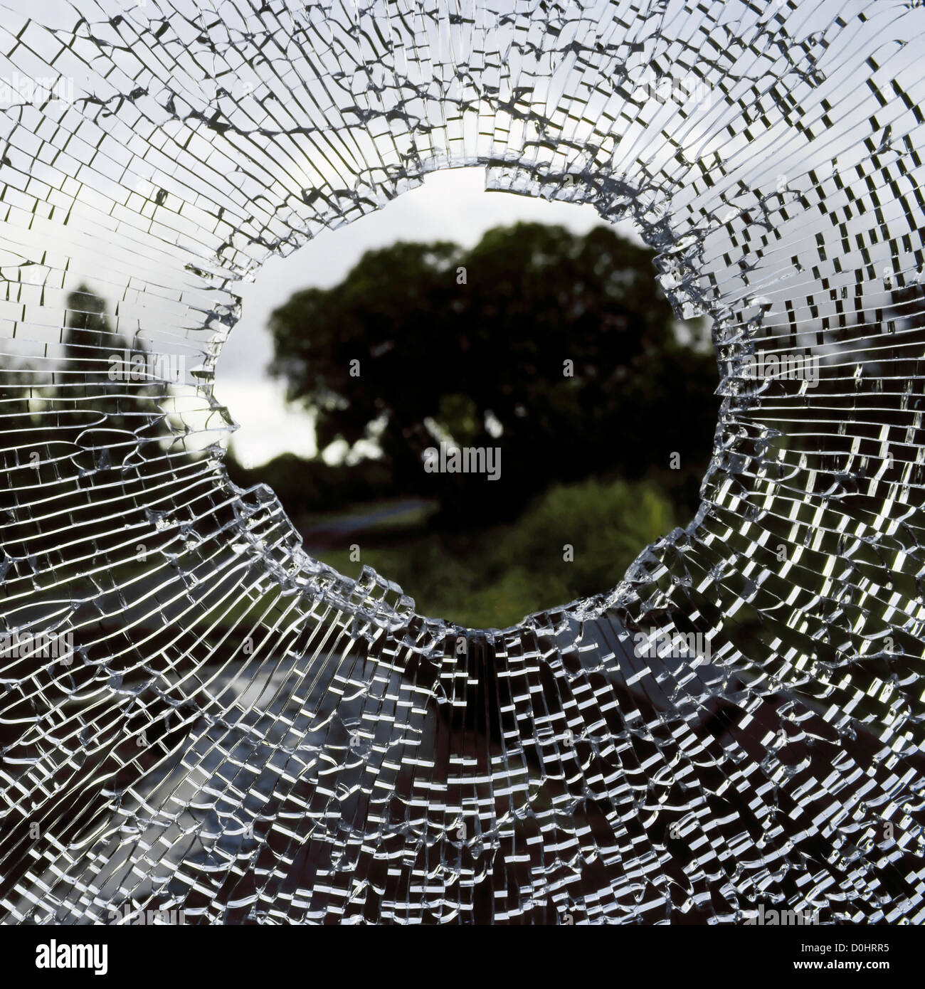 A Tree Seen Through a Shattered Car Window Stock Photo - Alamy