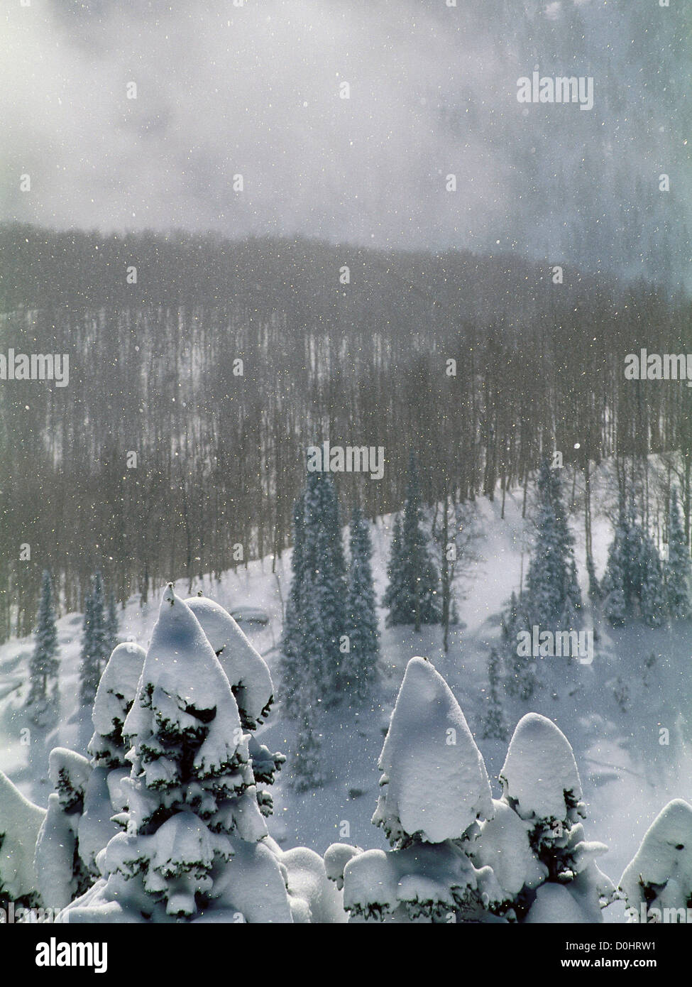 Snow Falling on Pines and Aspen Trees, Utah Stock Photo - Alamy