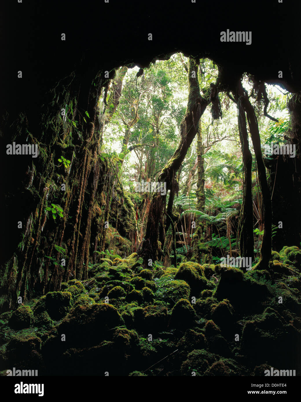 Trees and Vegetation Grow Within a Lava Tube Stock Photo - Alamy