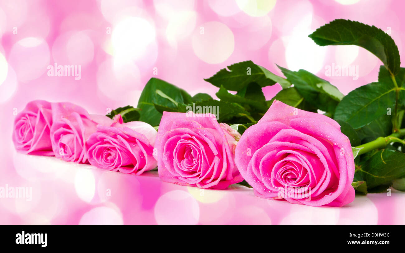bouquet of beautiful pink roses with pink lights in the background ...