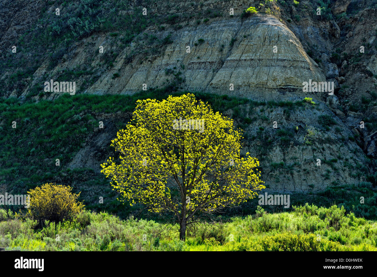 Green ash trees leafing out in badlands/prairie landscape, Theodore ...