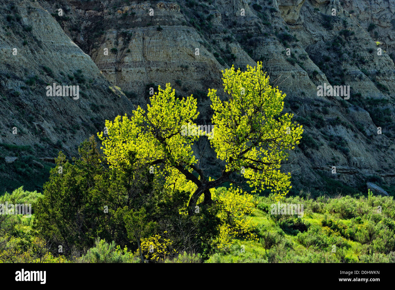 Green ash trees leafing out in badlands/prairie landscape, Theodore ...