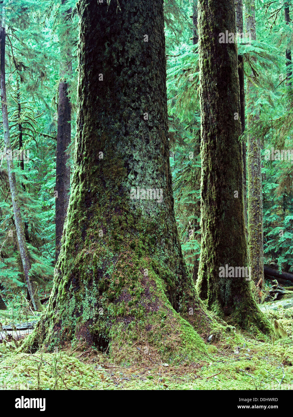 Old Growth Douglas Firs of the Hoh Valley Rainforest, Washington Stock ...