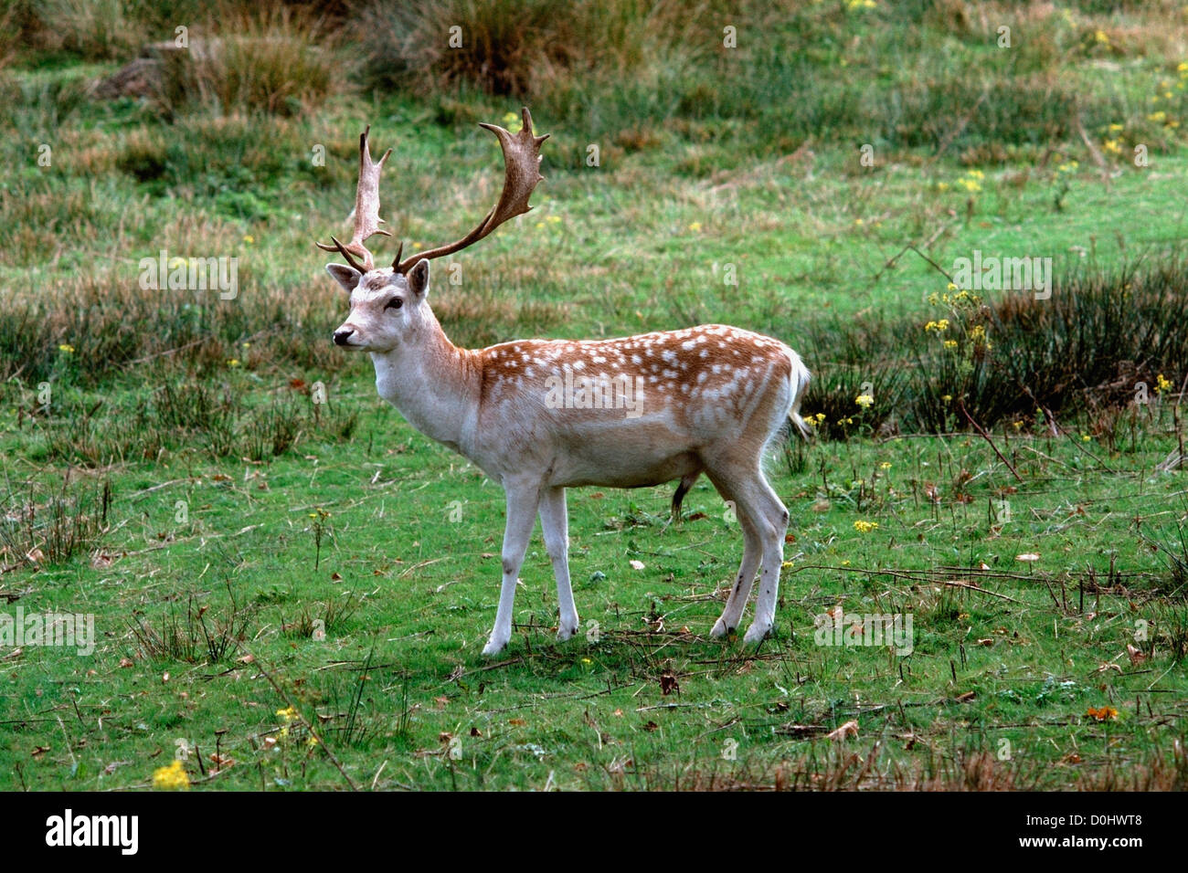 Fallow deer in woodland clearing Stock Photo - Alamy
