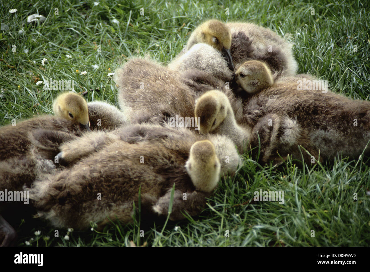 Huddled together for warmth hi-res stock photography and images - Alamy