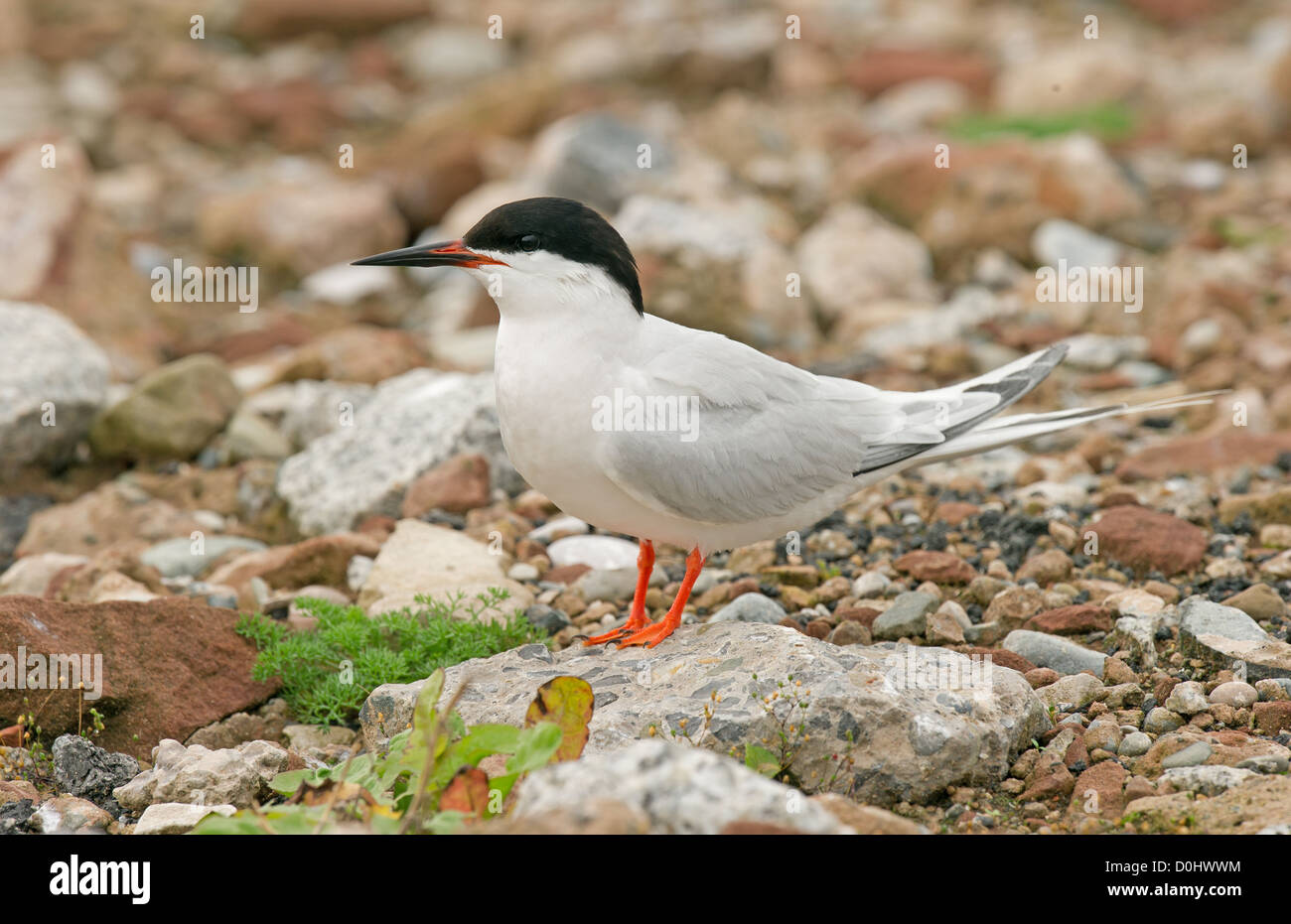 Roseate Tern Stock Photos & Roseate Tern Stock Images - Alamy
