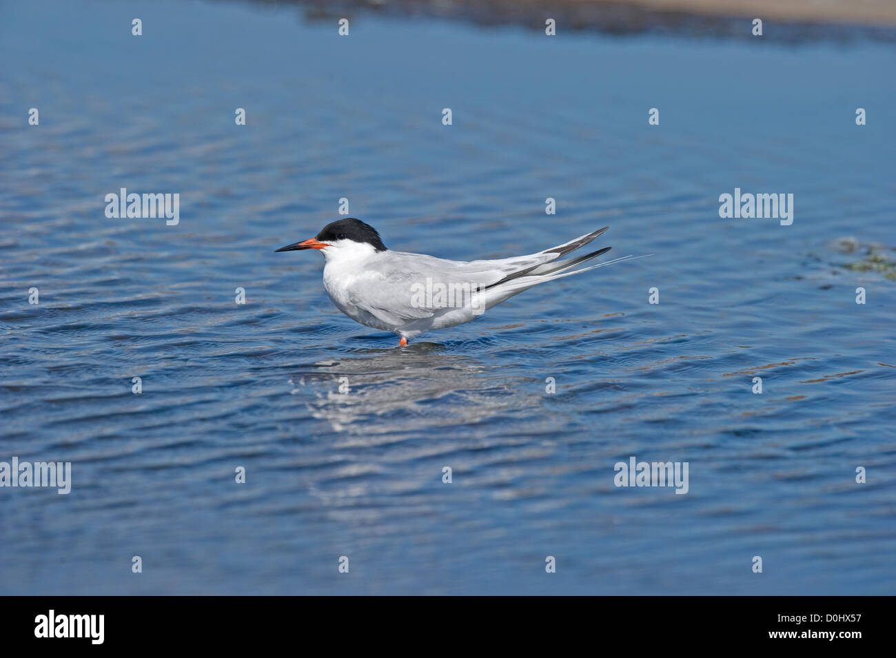 Roseate tern uk hi-res stock photography and images - Alamy