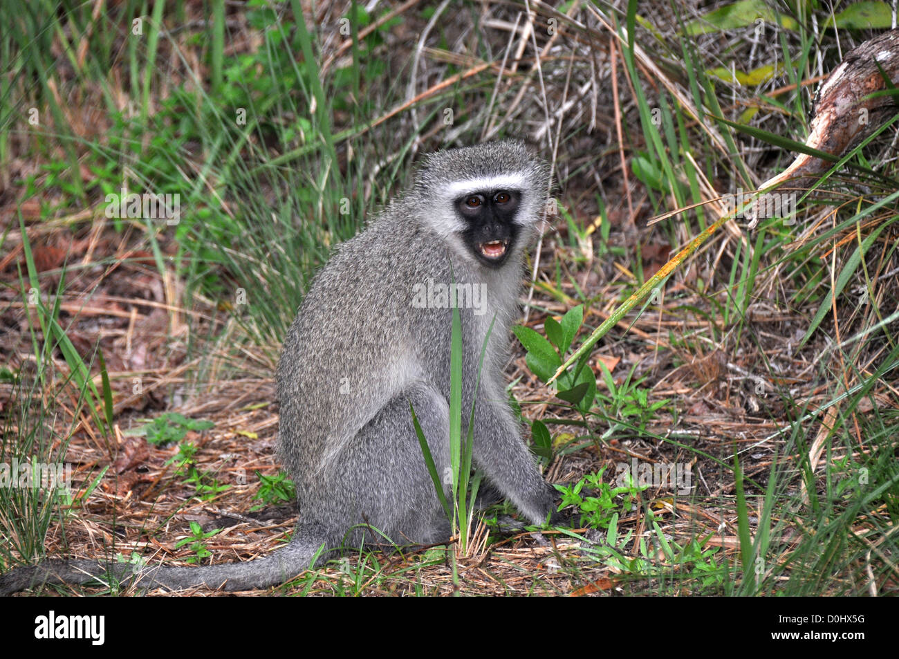 Vervet monkey hi-res stock photography and images - Alamy