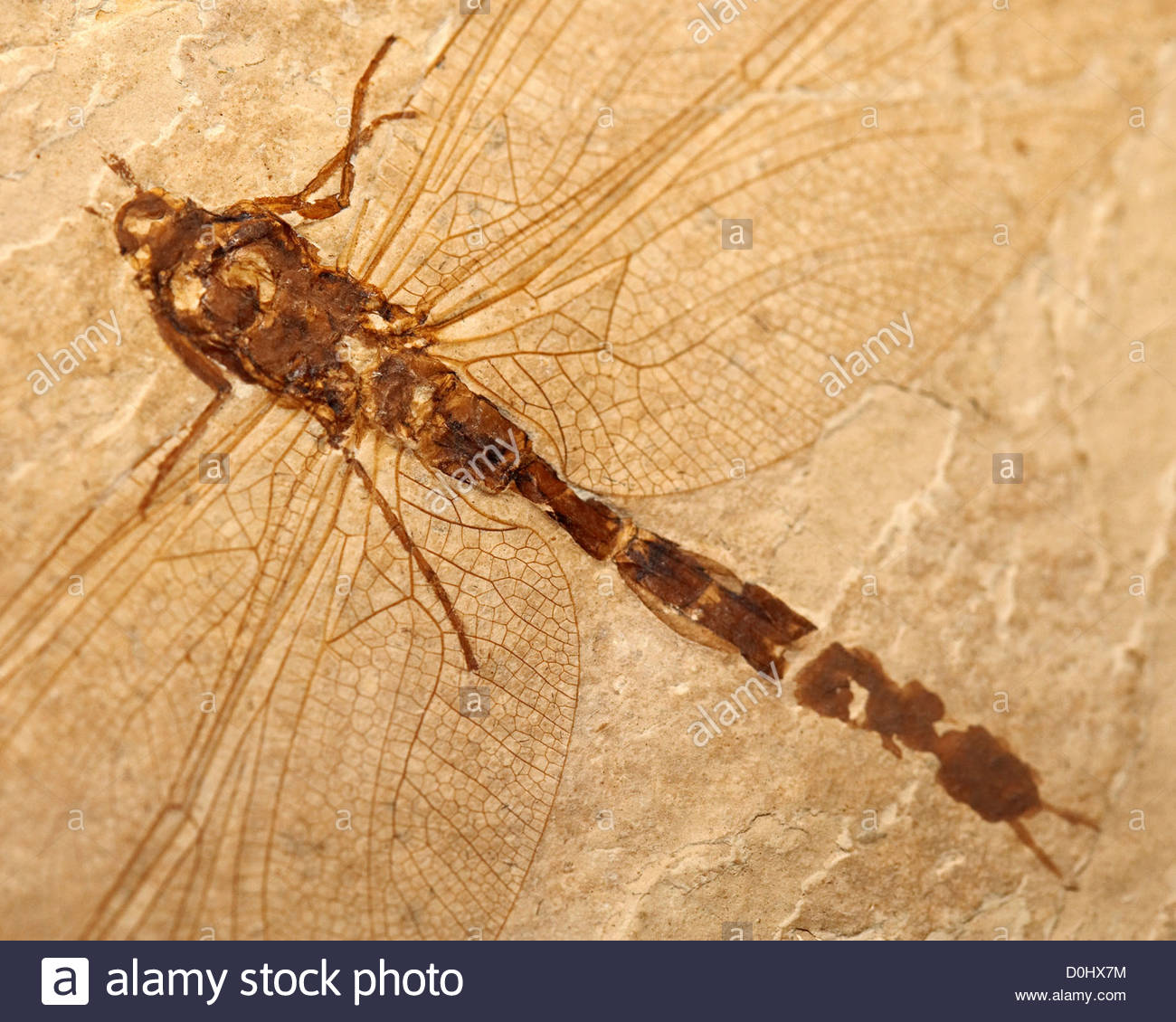 Fossilized Insect Stock Photos & Fossilized Insect Stock Images - Alamy