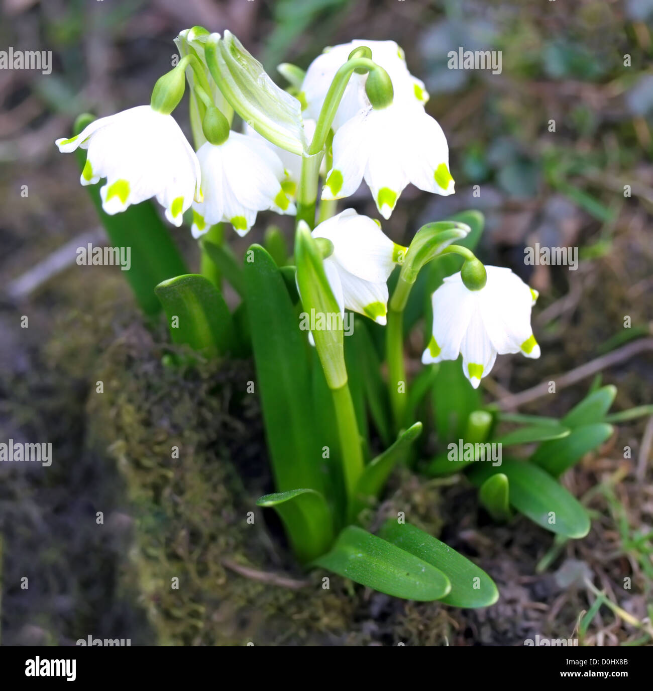 Snowdrops spring flowers hi-res stock photography and images - Alamy