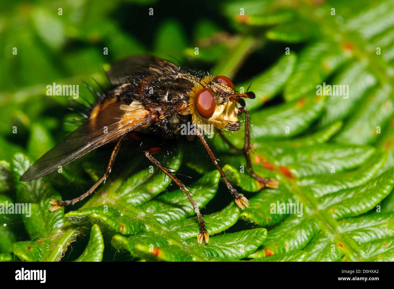 Tachina fera or similar hi-res stock photography and images - Alamy