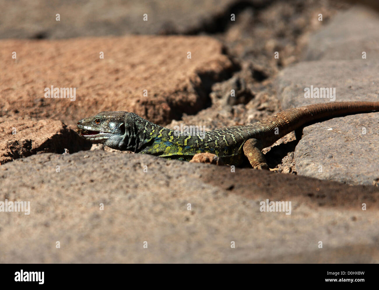 Tenerife or Gallot's Lizard, Western Canaries Lizard, Tizon Lizard ...